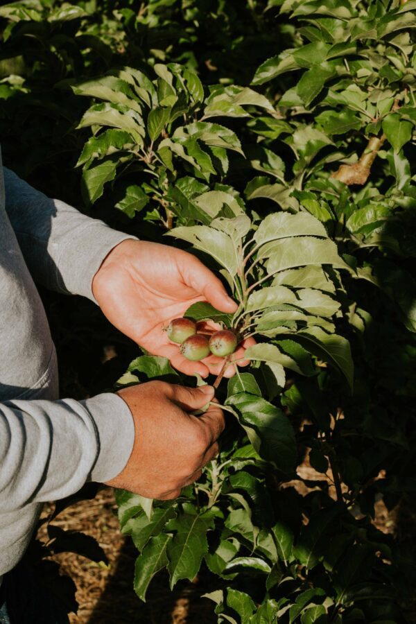 Hills Cider | Real Australian Cider